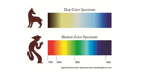 Как кучетата виждат цветовете Български Фермер