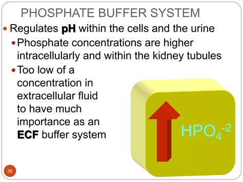 Buffers In The Body Pptx Lung And Respiratory Health Diseases And Conditions