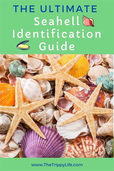The Ultimate Seashell Identification Guide Artofit