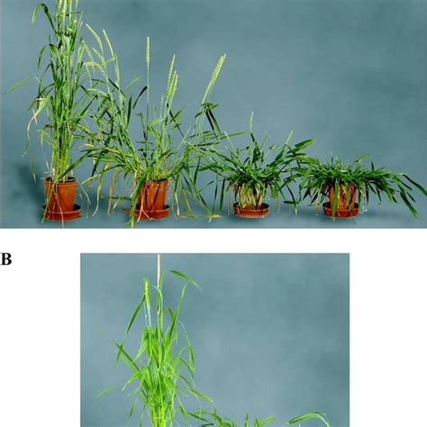Phenotypic Variation In Shoot Architecture Of Widely Spaced T 2 Download Scientific Diagram