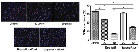 Resveratrol Inhibits Dna Synthesis Of Adventitial Fibroblasts A Dna Download Scientific