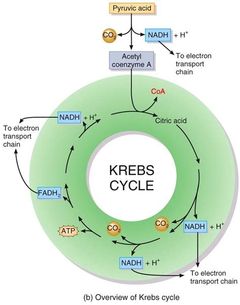 Krebs Cycle Simple Krebs Cycle Citric Acid Cycle Photos Images And