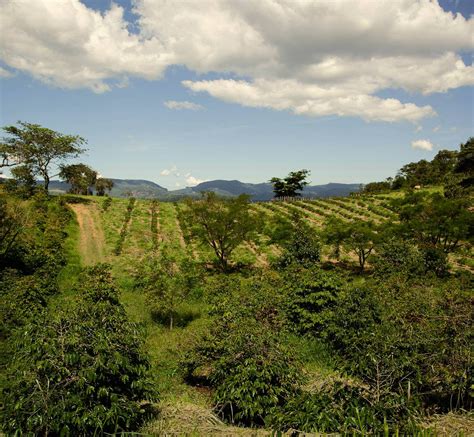 Featured Origin Colombia Bridging Tables