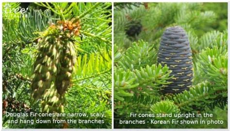 Different Types Of Fir Trees Their Identifying Features