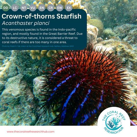 Cots Crownofthorns Marinescience Marinebiology Coralreef