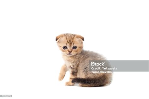 흰색 절연 배경 슬픈 매우 작은 솜 털 고양이 스코티시 폴드 벗는 아픈 눈으로 가르랑거림에 대한 스톡 사진 및 기타 이미지