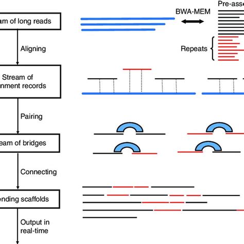 Workflow Of The Real Time Algorithm Stream Of Long Reads Are Aligned