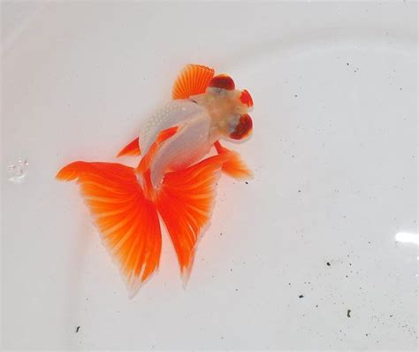 New Kinds Goldfish And Class Quality Goldfish Goldfish Art Golden