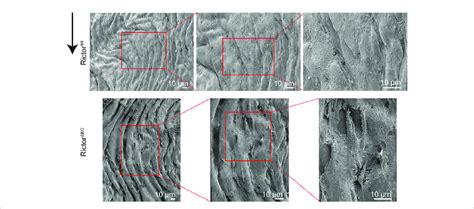 Rictor Deletion Disrupted Endothelial Integrity In The Thoracic Aortic