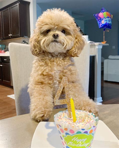 Happy 4th Birthday To Our Ralph The Mini Cockapoo
