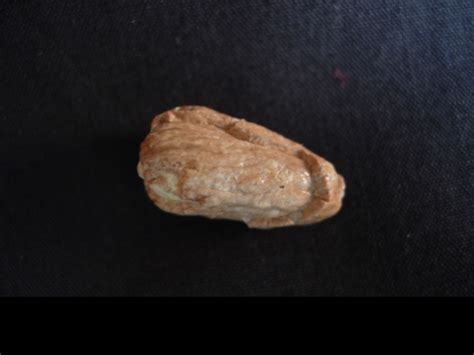 Uk Fossil Collecting