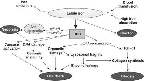 Blood And Blood Products Transfusion Reactions And Complications