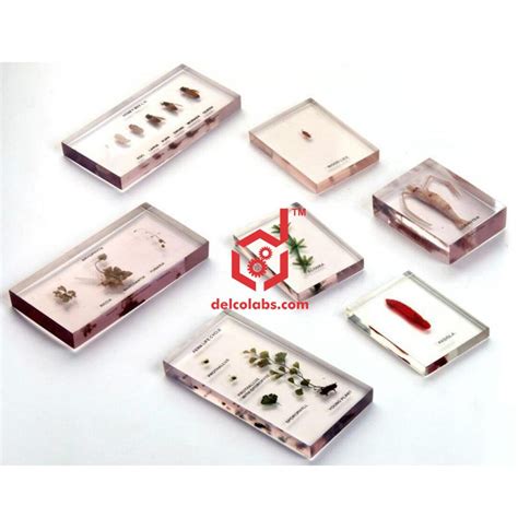 Hydrophytes Plant Nymphaea Leaf