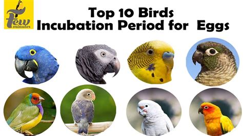 Lovebird Incubation Period Captions Pages