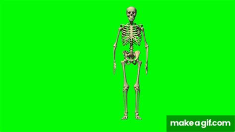 Skeleton Falling 2 On Green Screen Background On Make A 