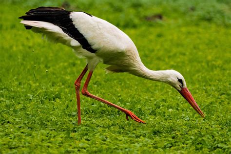 3 000 Free Stork And Nature Images Pixabay