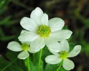 银莲花 搜狗百科