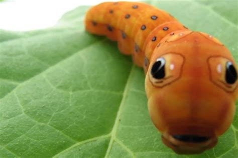 Stepping Through Debugging 15