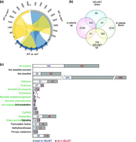 Transcriptome Analysis Of Botrytis Cinerea Velvet Mutants 24 H In Download Scientific Diagram