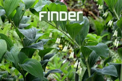 Finder Font