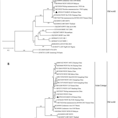 The Maximum Likelihood Trees Based On The Full Length Genomic Sequences