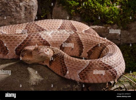 Coiled Copperhead Snake Ready To Strike Venomous Copperhead Snake Hi