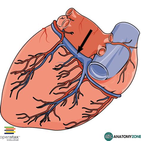 Coronary Sinus Anatomyzone