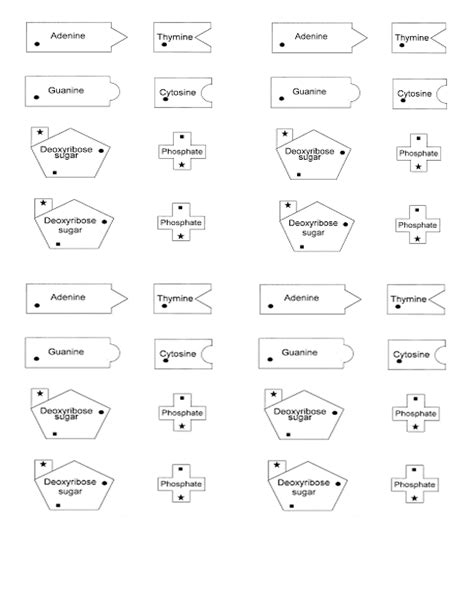 Dna Template Learning Activity Sheet Docx