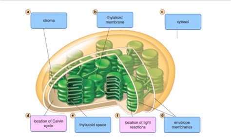 Chloroplast Structure And Function Masteringbiology Cytosol