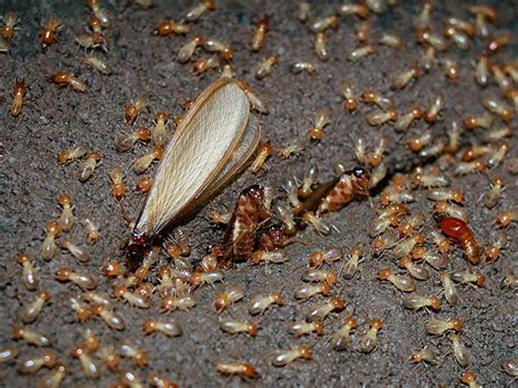 Termites Have Started Swarming 2023 Swarming Termites In New Jersey