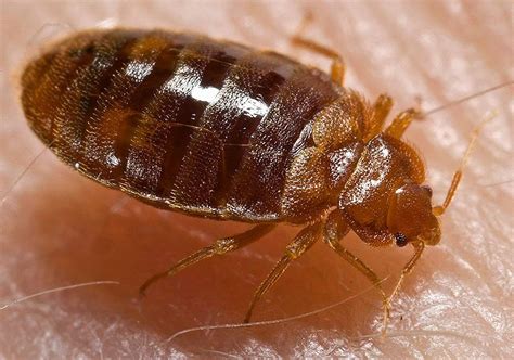 Bed Bug Facts