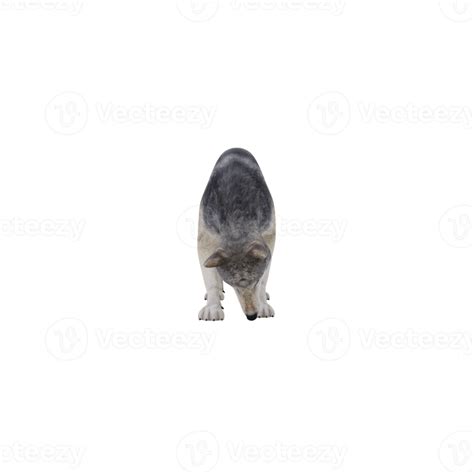 3d Wild Wolf Isolated 18813982 Png