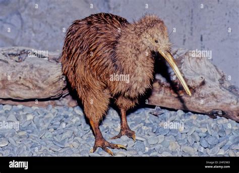 Kiwi Are Flightless Birds Endemic To New Zealand Of The Genus Apteryx