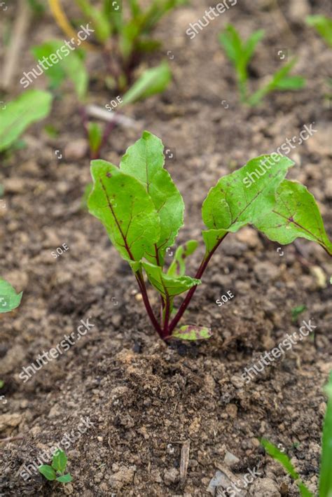 Growing Beet Seedlings Young Sprouted Beet Growing In Open Ground