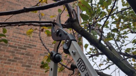 How To Prune A Tree A Step By Step Guide To Revitalising Your Trees Top Ten Reviews