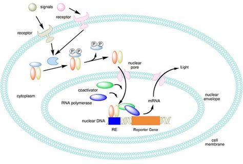 Rgbiotech Signaling Pathway Reporter Plasmid Vectors