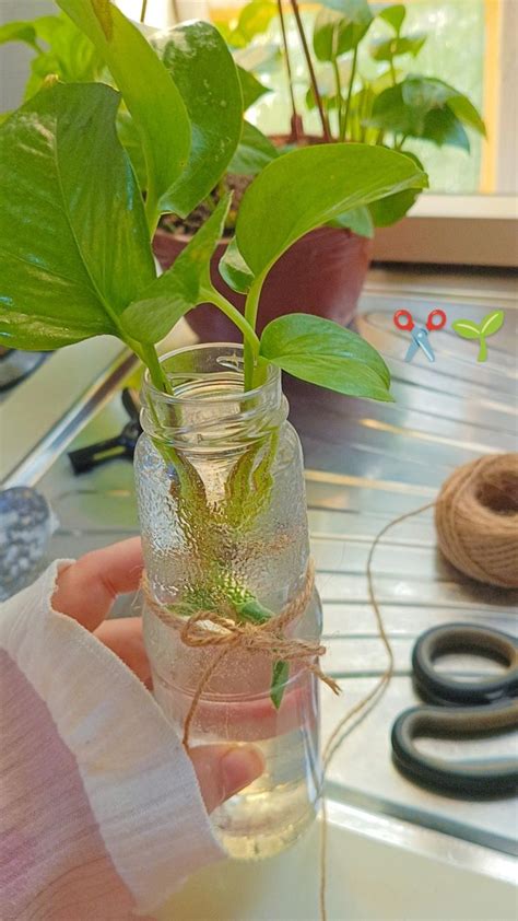 تحبون لبلاب🌱 ️