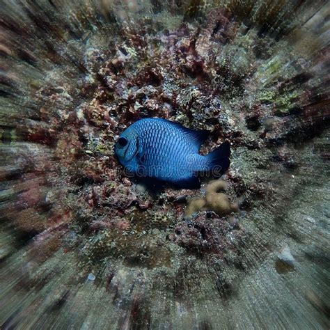 Fish Laying Down On The Side At A Reef Stock Image Image Of Wildlife