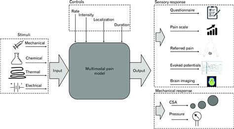 Schematic Of Stimulation And Assessment Modes In Experimental Pain