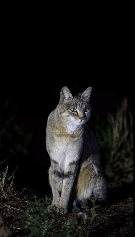 Animals Cat Breeds Animales Animaux Animal Animais