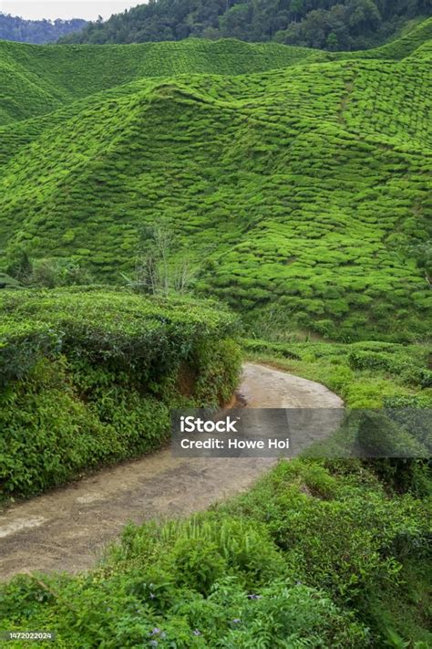 말레이시아 파항의 카메론 하이랜드에 있는 차 농장 밭 아삼 차 정원의 시골길 녹차 정원을 지나는 산책로 차 농장 질감 0명에 대한 스톡 사진 및 기타 이미지 Istock