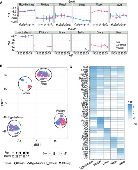 Puberty Associated Genes Show Tissue Specific Gene Expression A