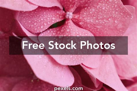 Hydrangea Flower Garden Photos Download The Best Free Hydrangea Flower