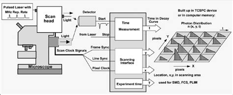 Principle Of Tcspc Flim Download Scientific Diagram
