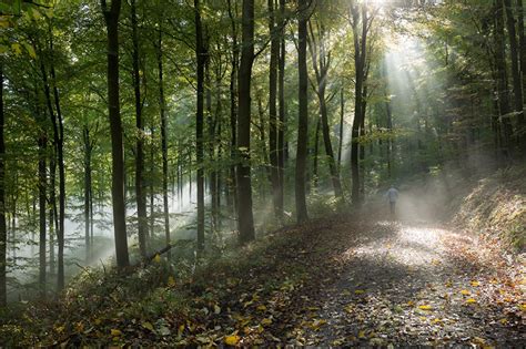Картинка Лучи света тумана Природа Леса деревьев