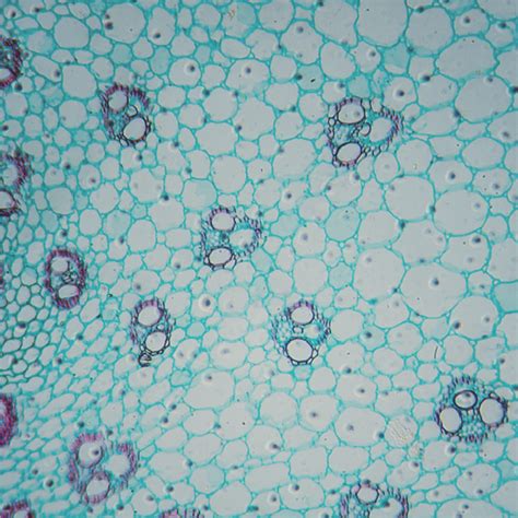 마시는 수액 도즈랩®