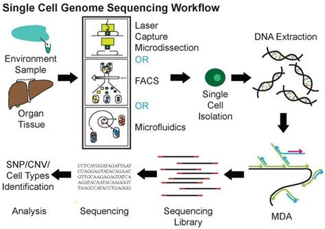 Fluorescence Facs Cytometry Enzymatic Fluorophore Targets