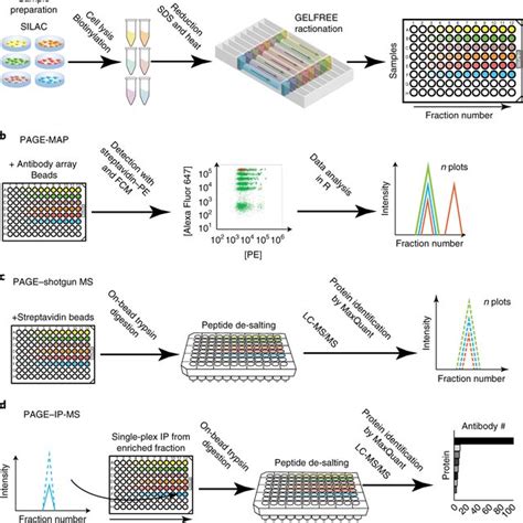 A High Throughput Pipeline For Antibody Validation A Sample Download Scientific Diagram