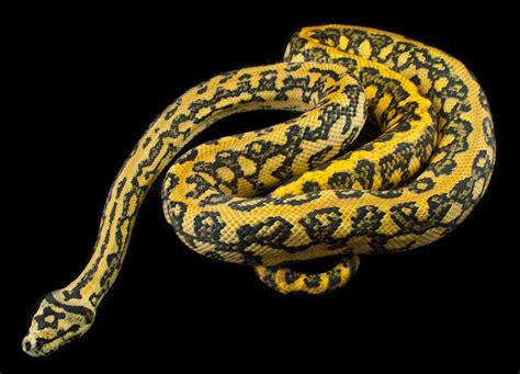 Jungle Jaguar Carpet Python