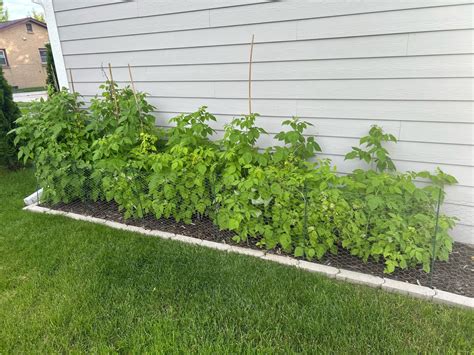 Raspberry Bushes R Gardening